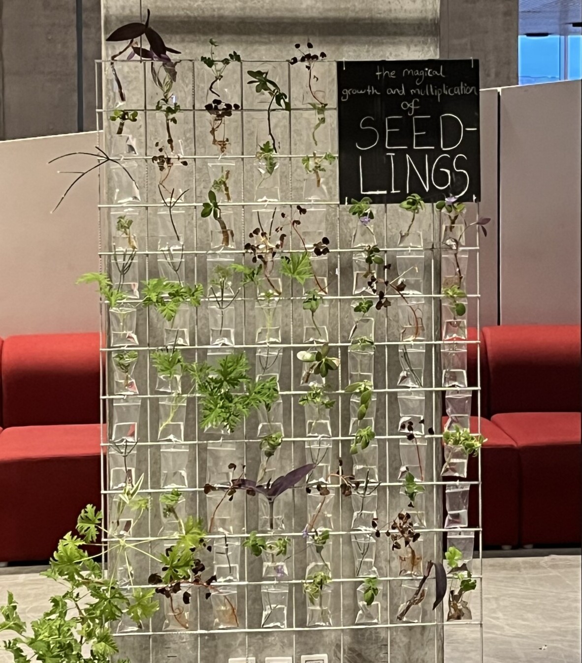 Seeds, Seedlings and Plants - Next Library